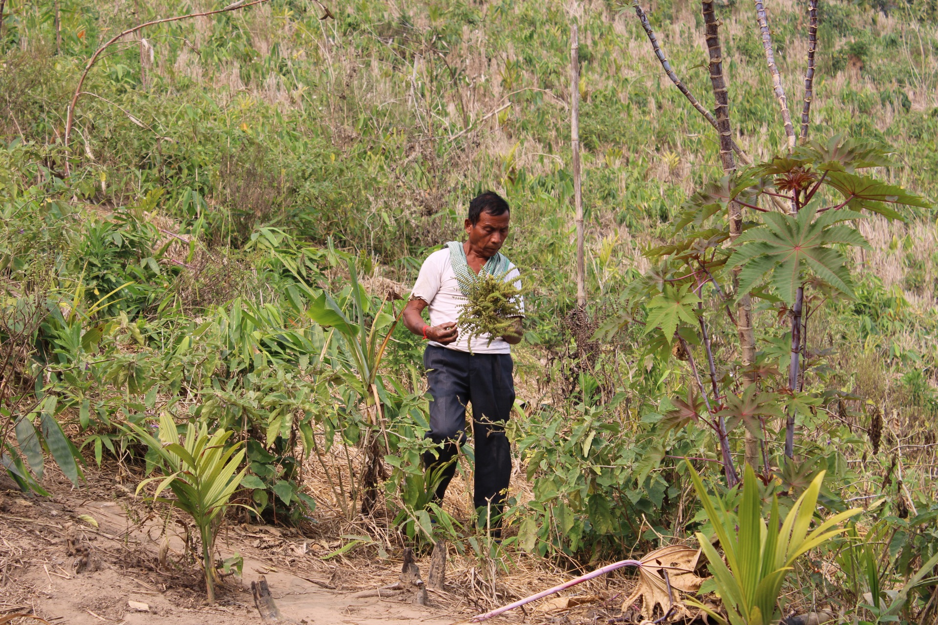 Following Judima in Dima Hasao: A Rice Wine Story - The Locavore