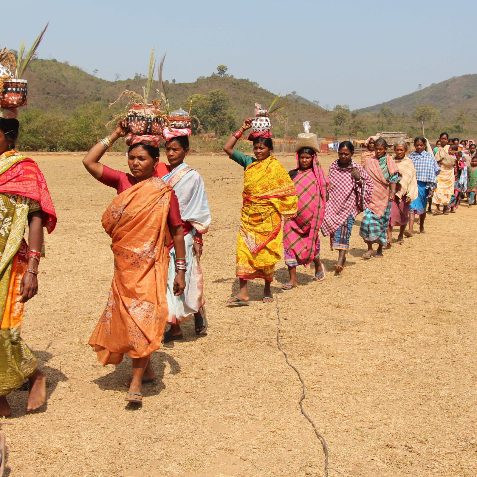 Millet Revival Project - The Locavore