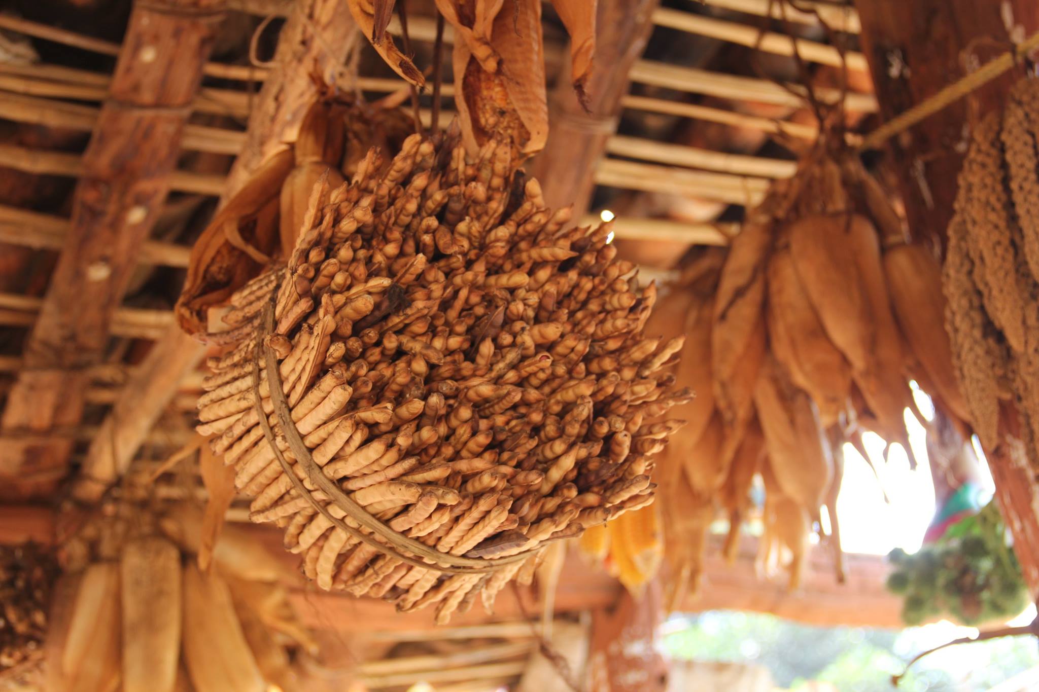 Songs of Survival: The Cultural Memory that Kept Millets Alive - The ...