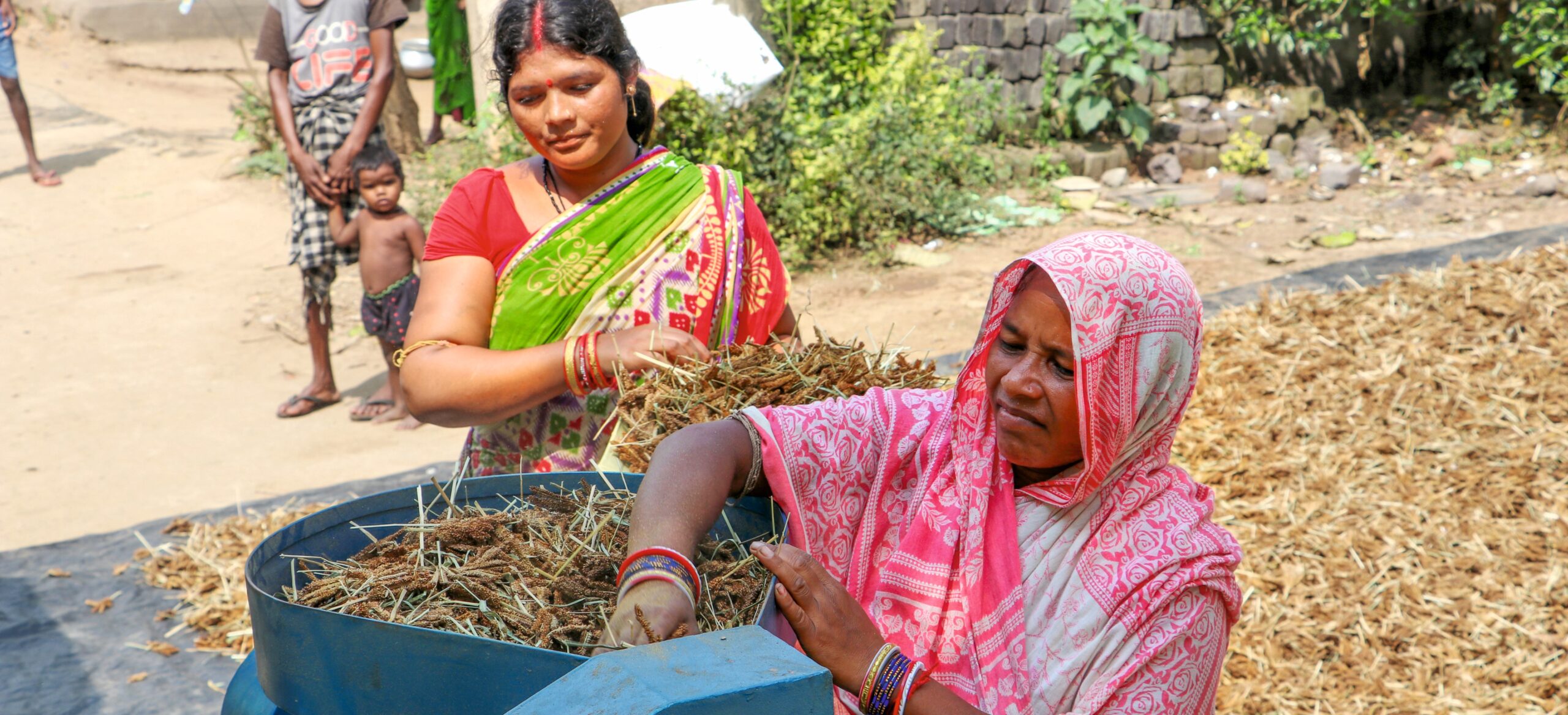 Millets in the PDS—Has It Been Successful? - The Locavore