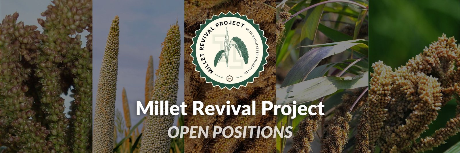 Team Millet Revival Project - The Locavore